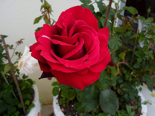Rosas plantas de todos os tipos, troca de ideias postagem de fotos ...