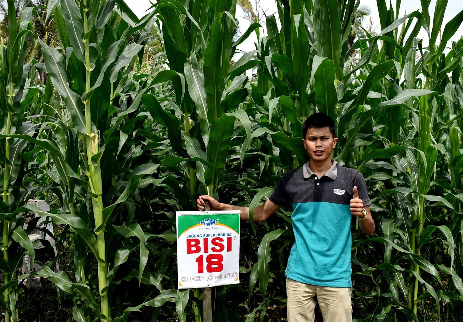 BISI 18, batang kokoh dengan daun yang hijau gelap, dalam penanaman di ...