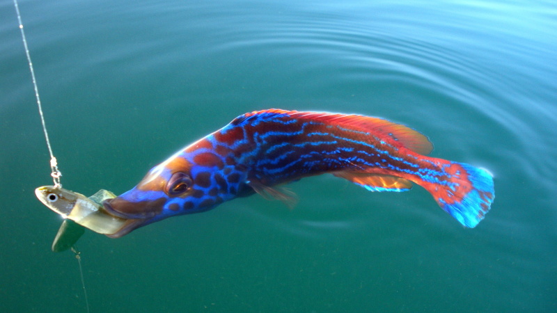 Fish of the Month April Entry - Wrasse Lured!