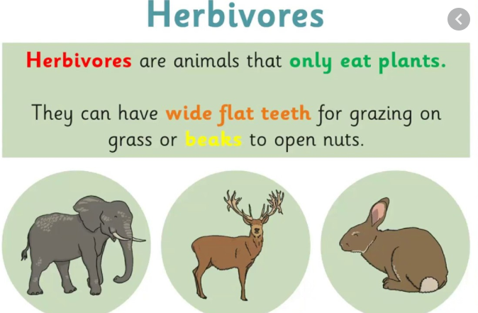 Year 4: Herbivores, Carnivores and Omnivores!