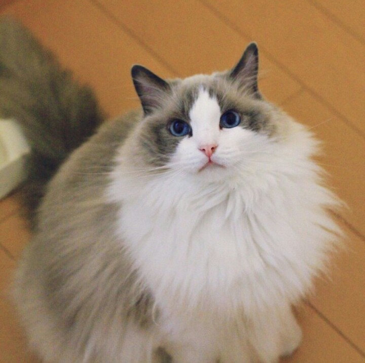 Koleksi Belalang Post: Kucing Ragdoll