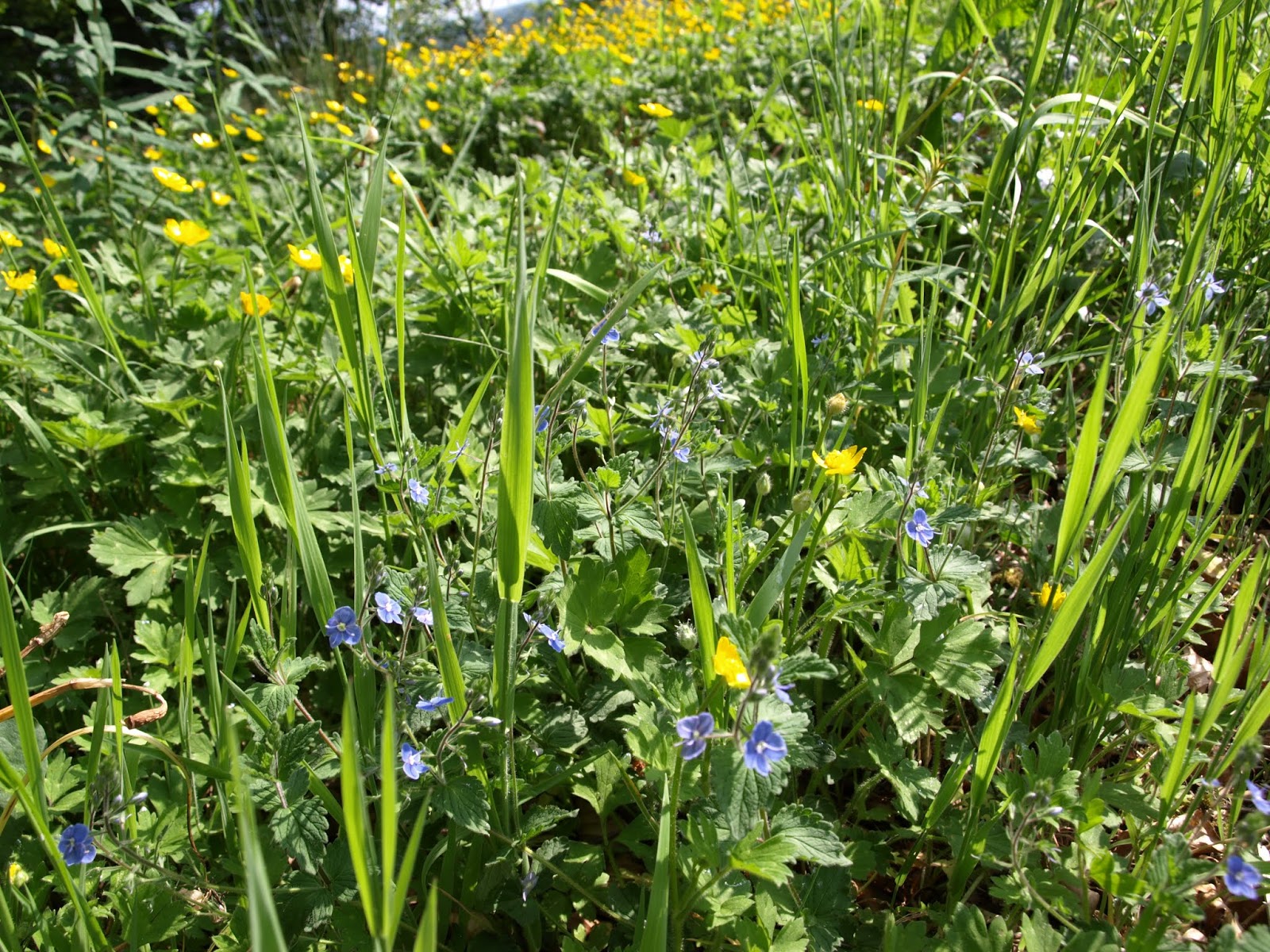 Raw Edible Plants: Rewilding a garden