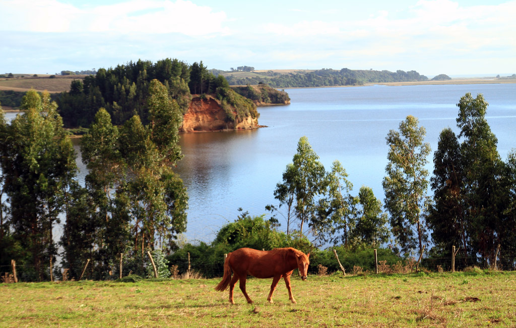 Recorriendo Chile: Puerto Saavedra