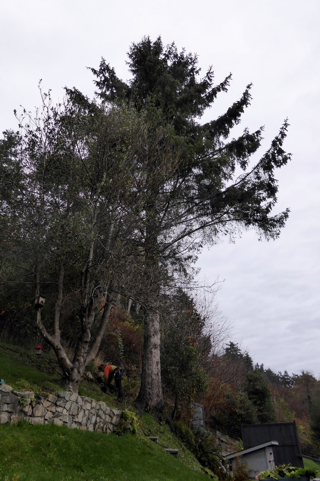 Croft's Wanderings: Tree Topping