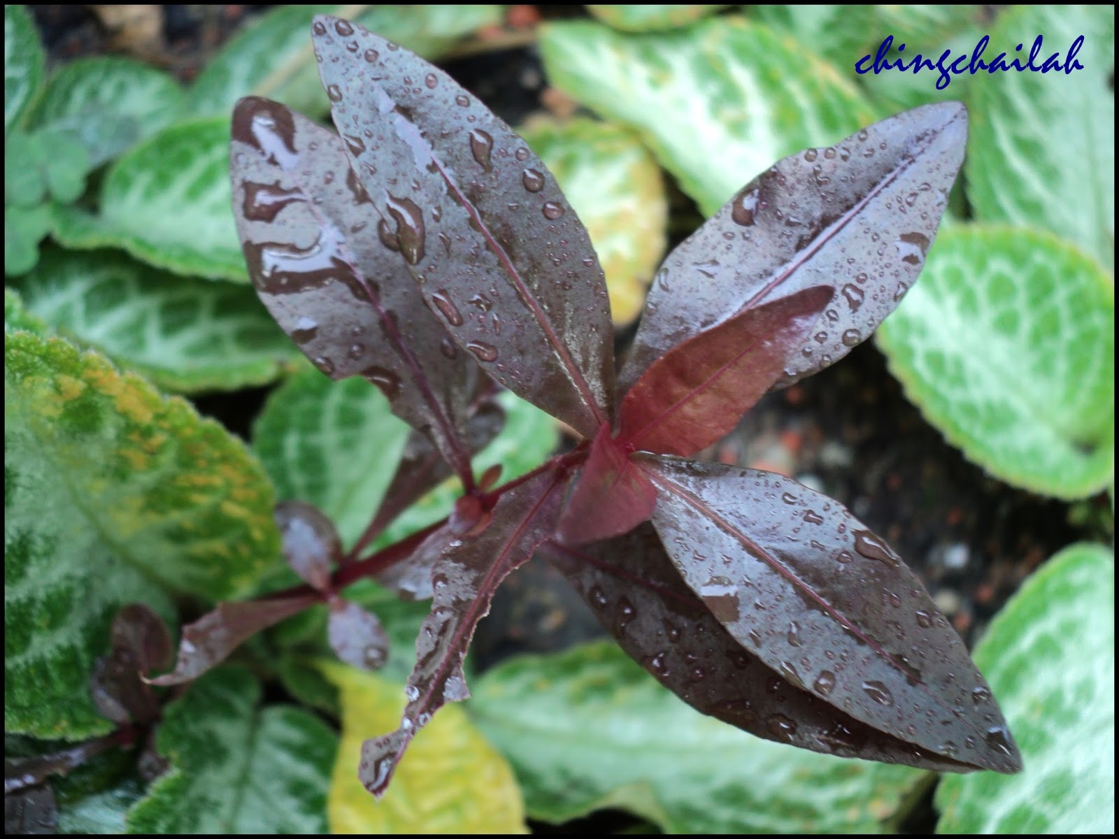 Simple Living In Nancy: Growing Red Dwarf Copperleaf Or Red Sessile Joyweed