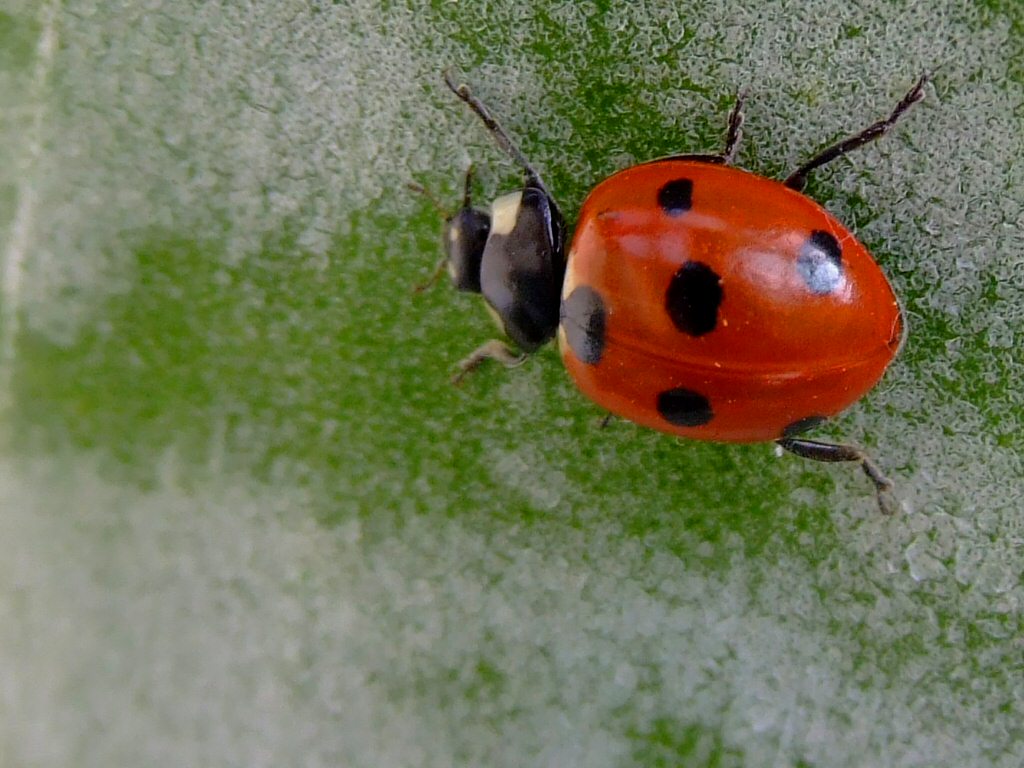 Suldog: Under A Rock