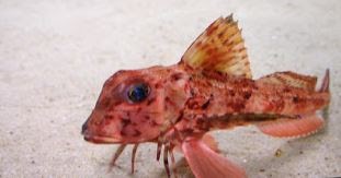 Behind the French Menu: Grondin Rouge - Red Gurnard. The Red Gunard in ...