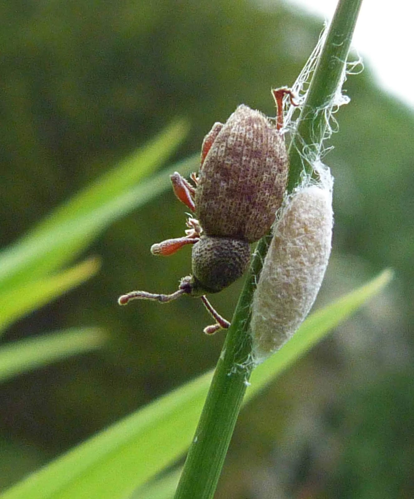 Insects of Scotland: Other Beetles