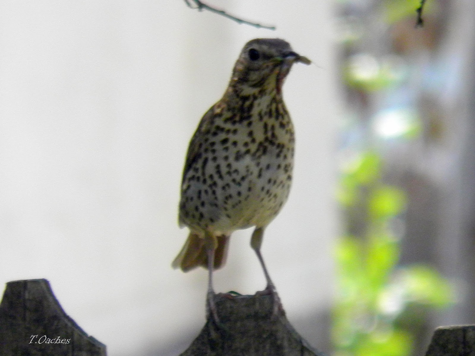 PASARI DIN ROMANIA: STURZ CANTATOR, Turdus philomelos