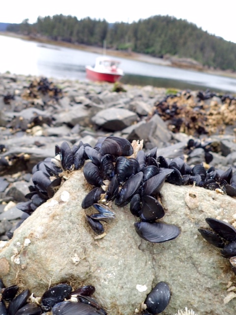 The Baked Alaska Project: Jakolof Bay Steamed Mussels