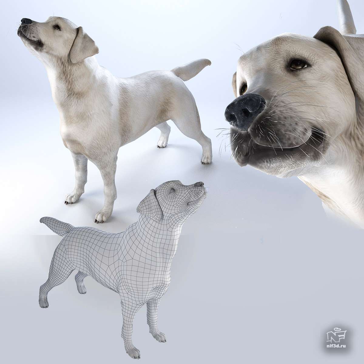 dog 3d model LOW labrodor