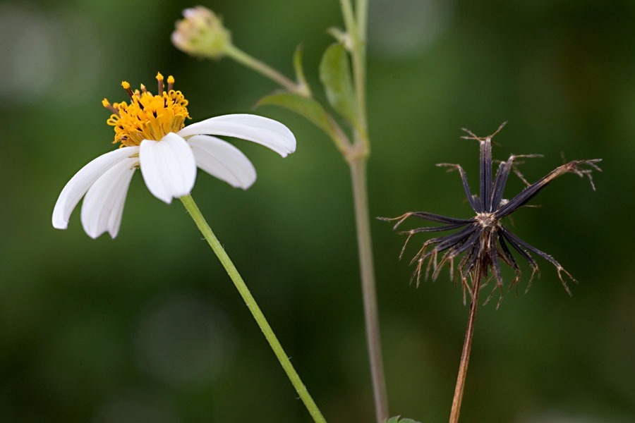 Animales y Plantas de Perú PLAAN: Amor Seco - Bidens pilosa