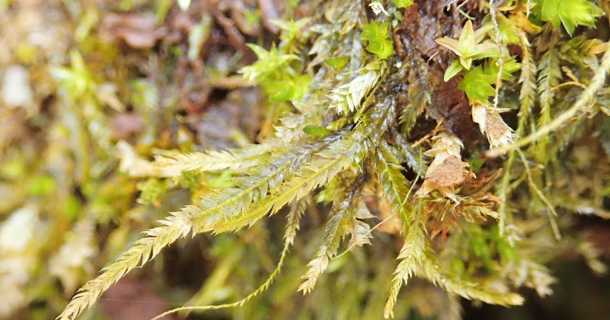 シフネル: エゾノヒラツボゴケ