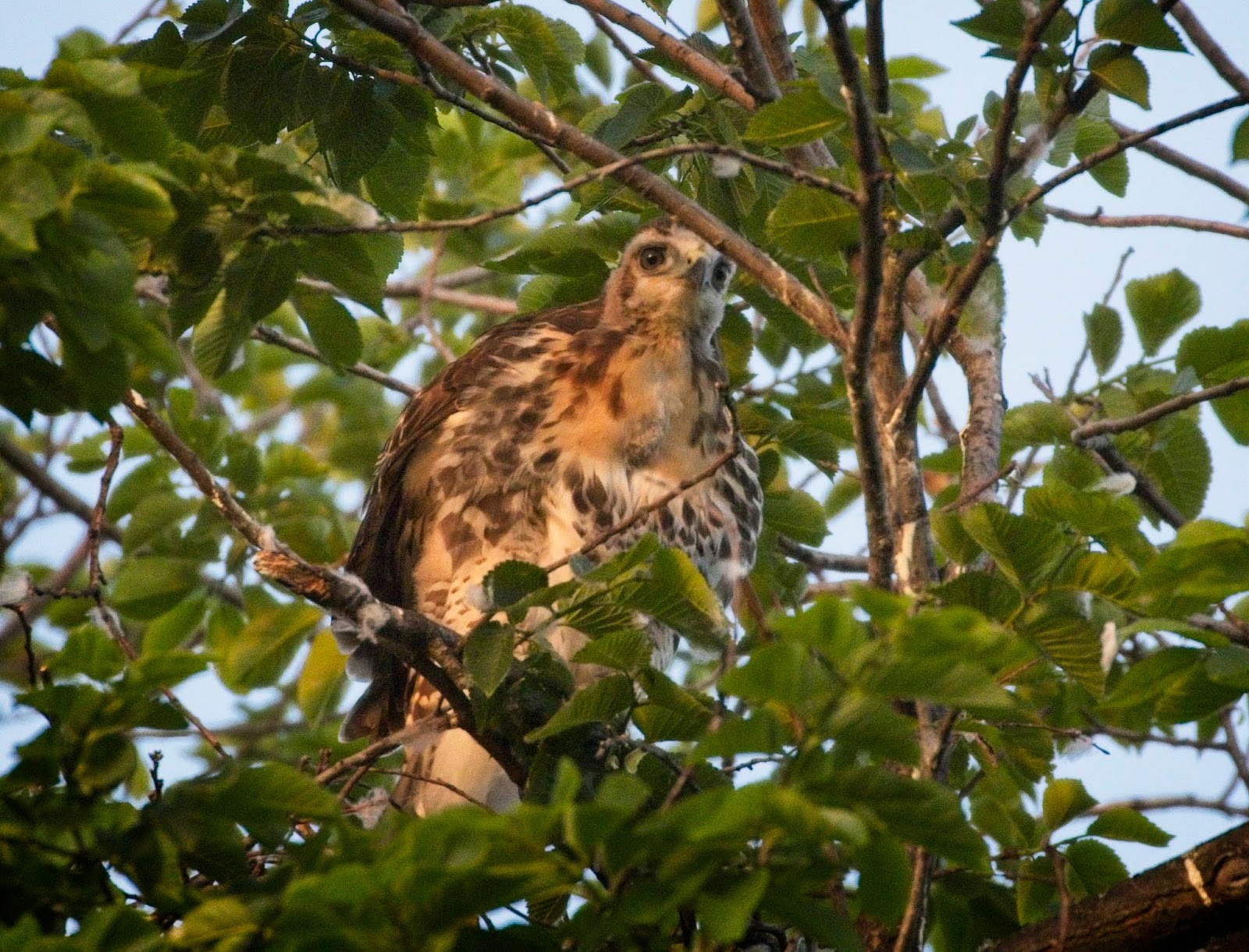 Laura Goggin Photography: Tompkins Square hawk chicks are branching