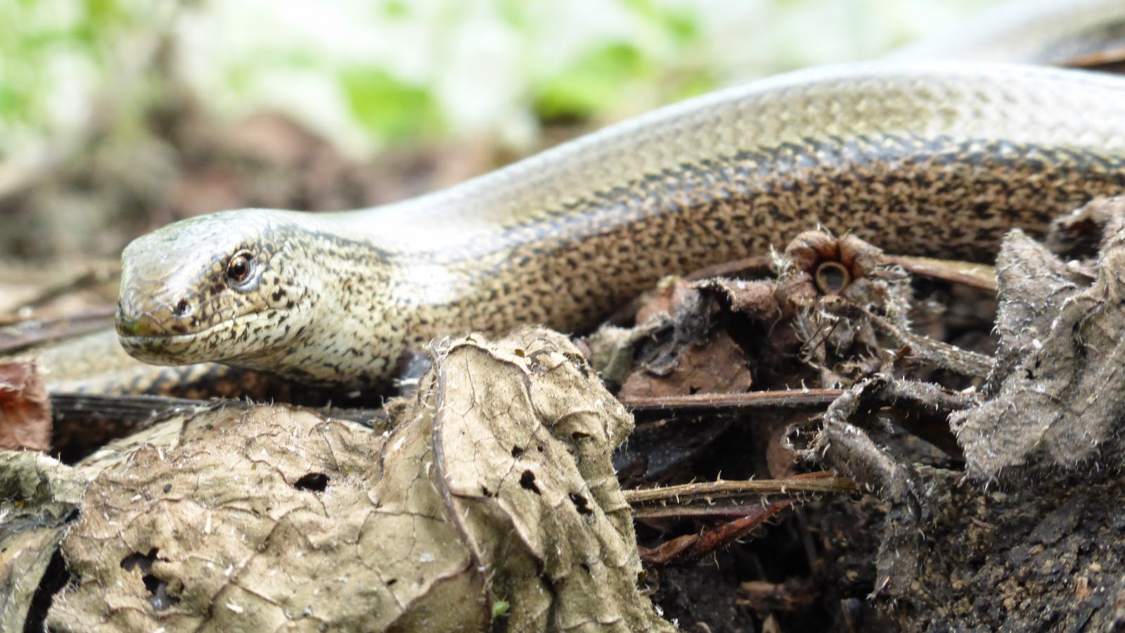 Backsbottom Farm: The "Slug Predator" in the poly tunnel is used to ...