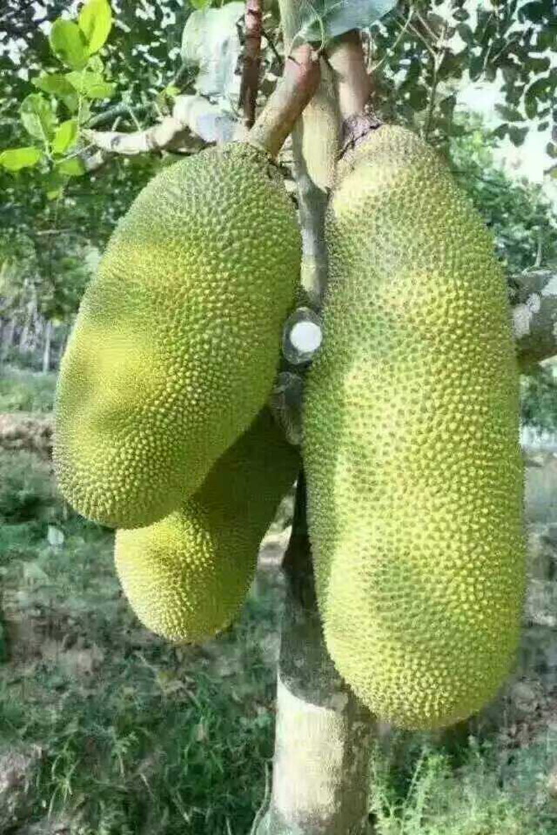 Nanjea, Árbol de jaca, Jack, Yaca, Nangka o Panapén | Artocarpus heterophyllus - Mundo Hispánico™