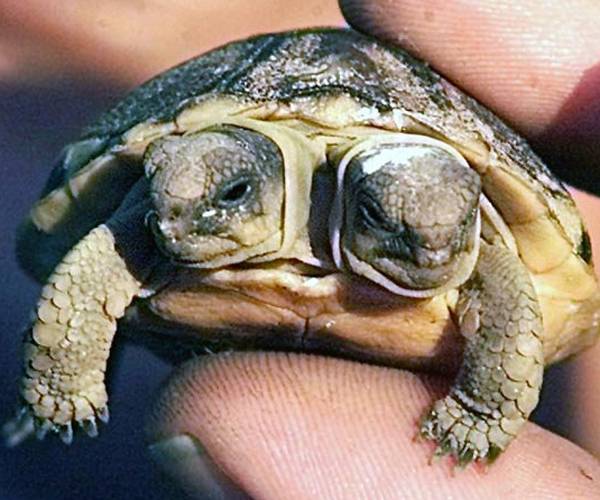 Factsramblog: Two Headed Animals Pictures