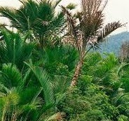 Anim Agro Technology: PECAH RUYUNG DAPAT SAGU