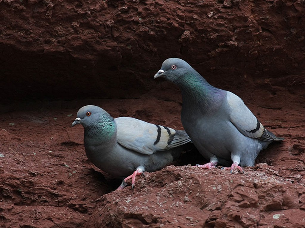 Mis amigas las palomas: Fotos paloma bravía (columba livia, paloma ...
