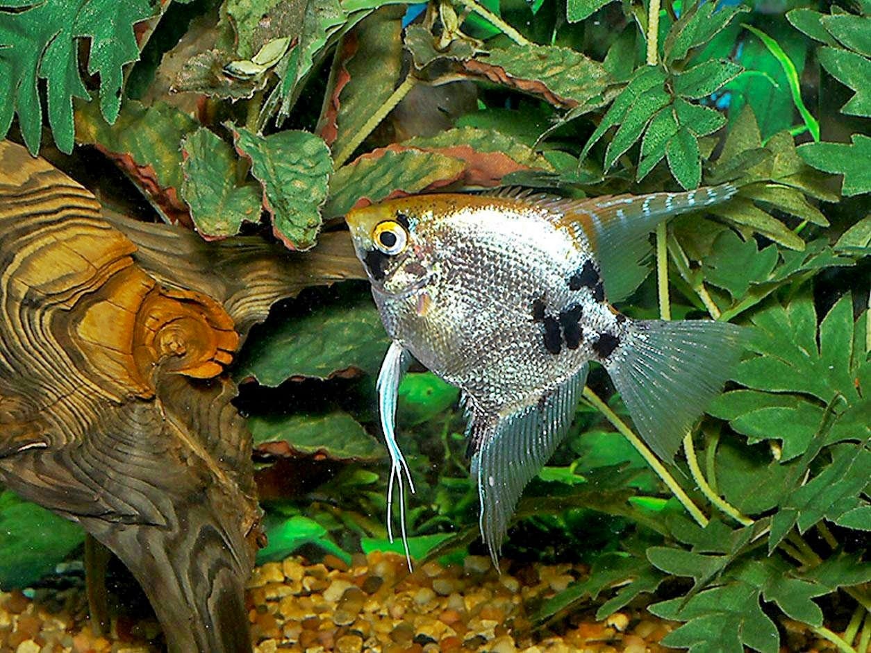 Cara Budidaya Ikan Manfish - Dunia Akuarium