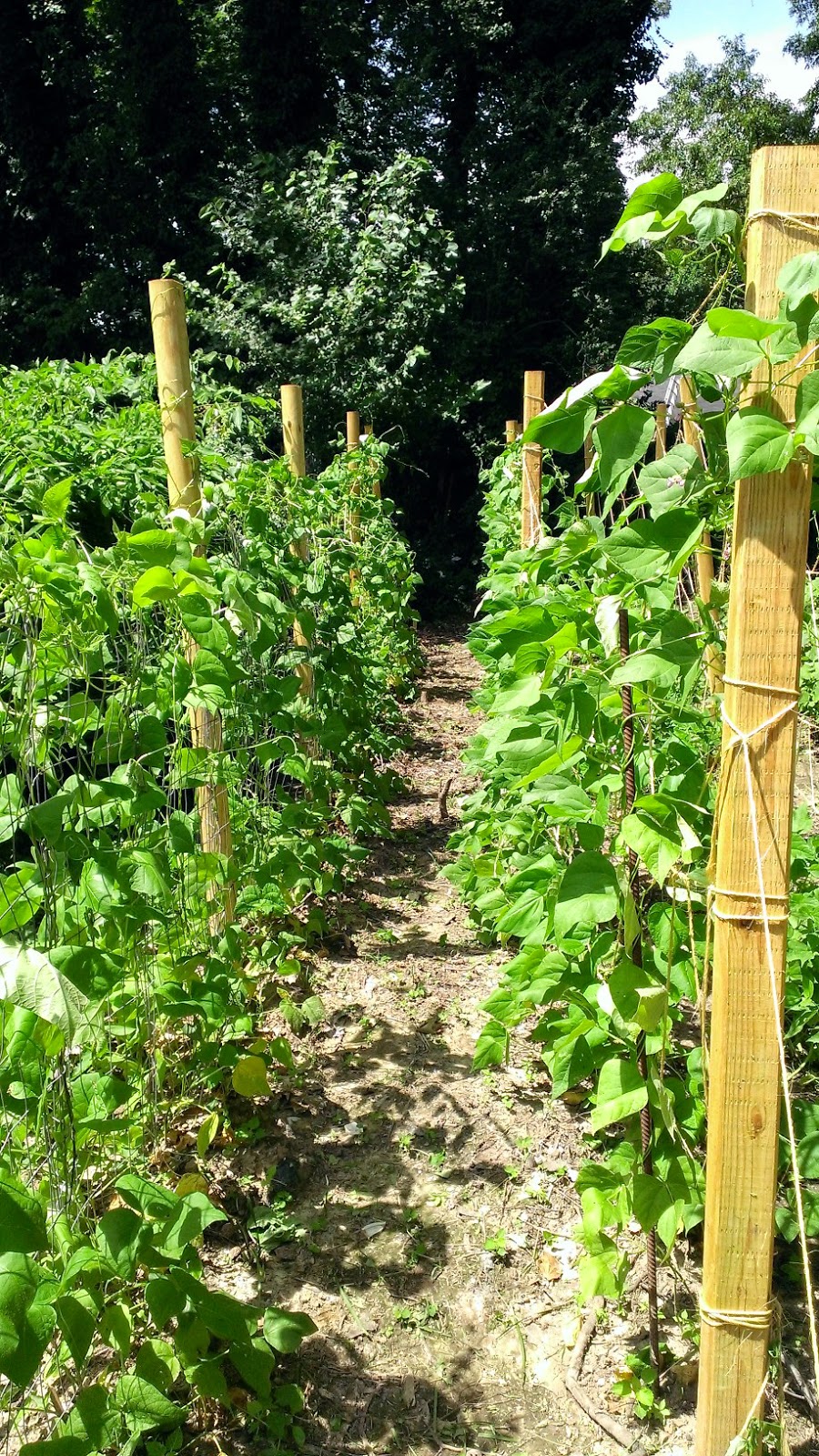 Huggin' the Earth : Pole Beans-Jacon's Cattle Beans