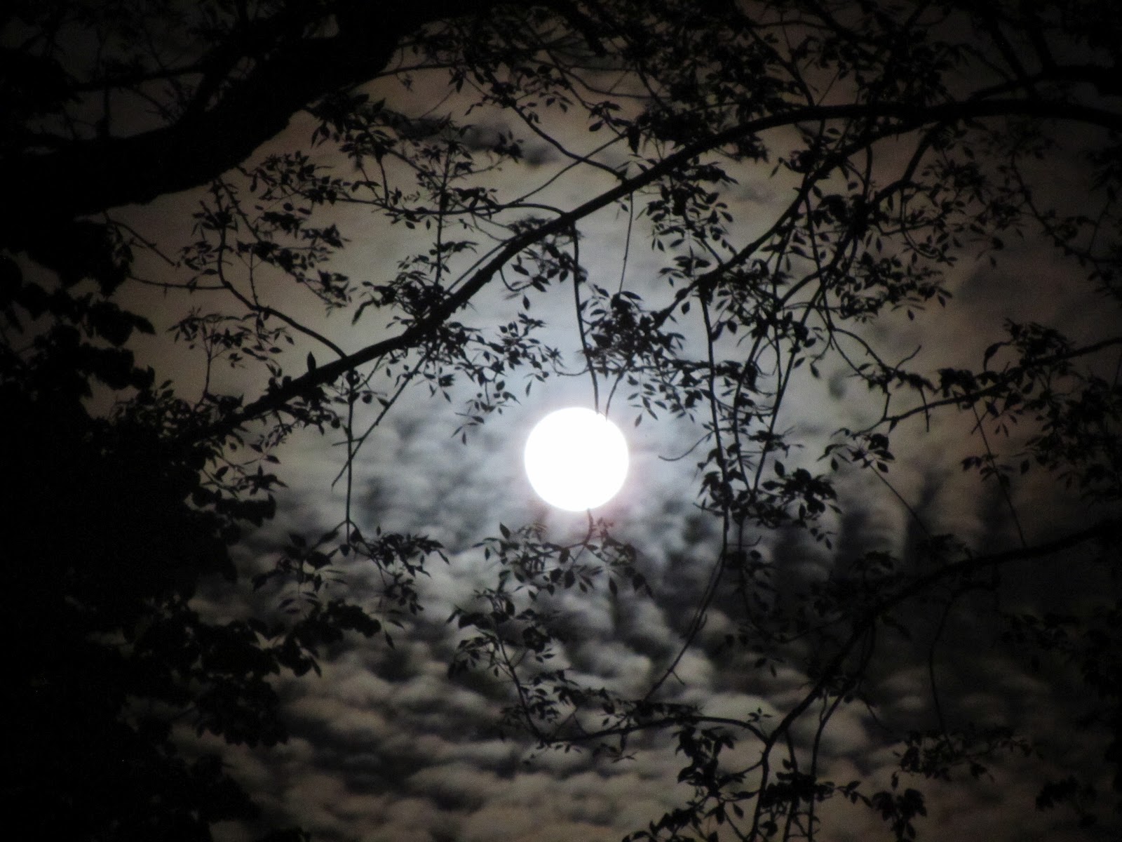 Beautiful Life of Joy: Super Moon