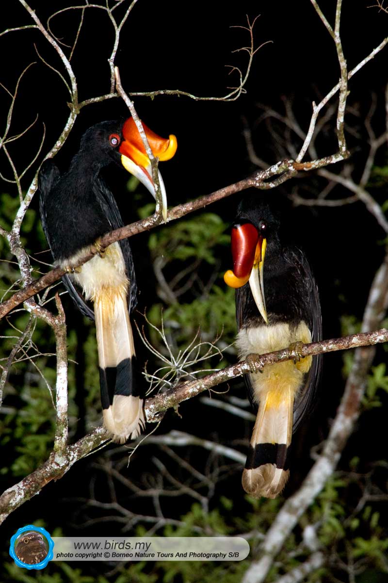 BORNEO BIRDS: World Class Birding Spot And Nature Photography ...