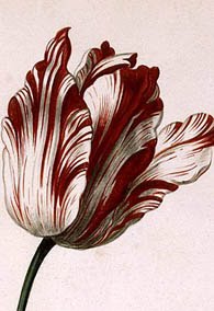 LOST TULIPS OF THE DUTCH GOLDEN AGE - SEMPER AUGUSTUS AND THE VICEROY ...