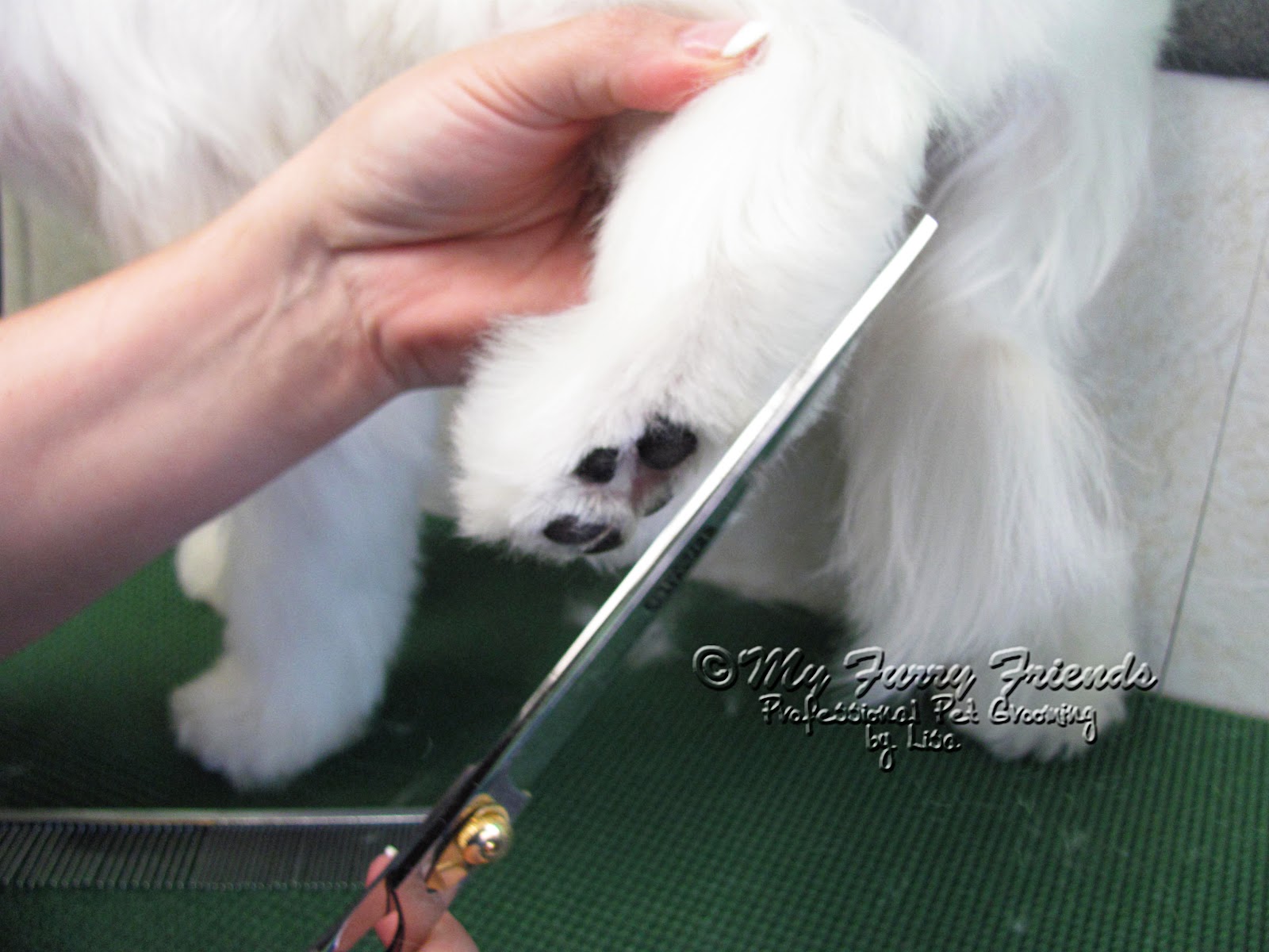 Pet Grooming: The Good, The Bad, & The Furry: Hand Scissoring