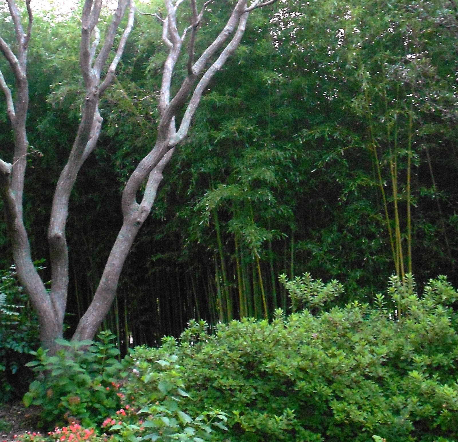 Still Waters--Notes from a Virginia Shire: The Meditation Garden