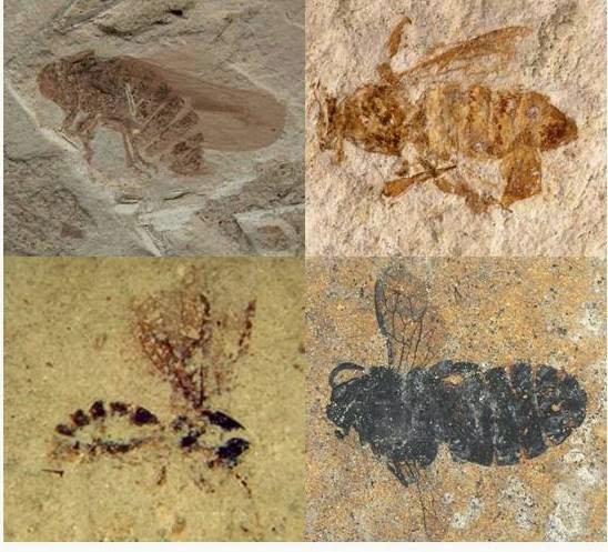 Honey Good for Dogs, Cats - Honey is a Natural, Healthful, Healing Food