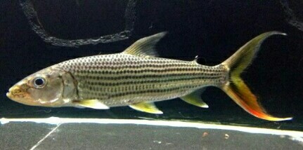 Inilah!! 7 Ikan Hias Predator Air Tawar Terganas Tapi Cantik JejakSemut