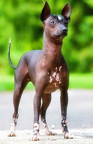 Xoloitzcuintle | WIKI PERROS