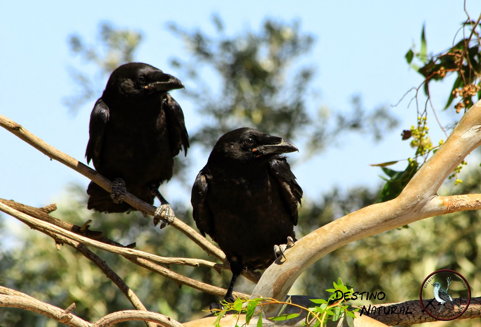 Crónicas Ornitológicas: julio 2014