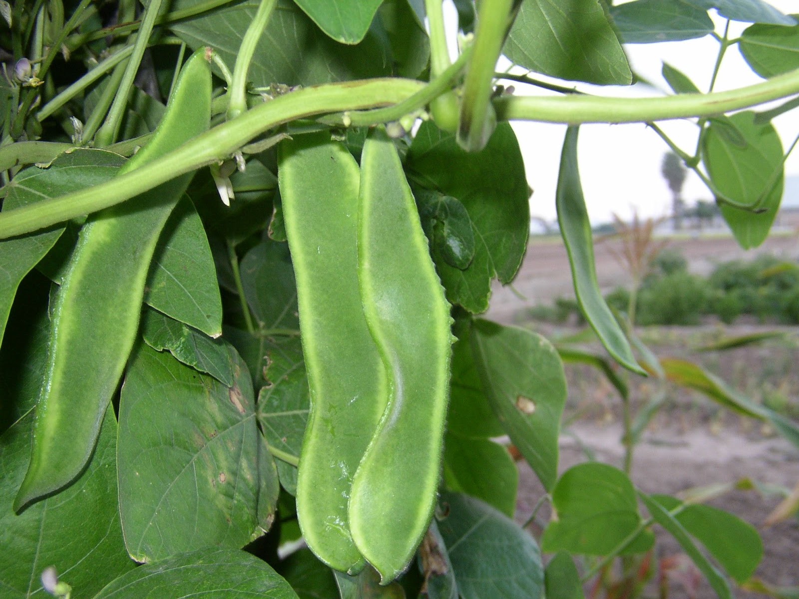 EL ÚLTIMO CONDILL. : 2577- EL GARROFÓN VALENCIANO.