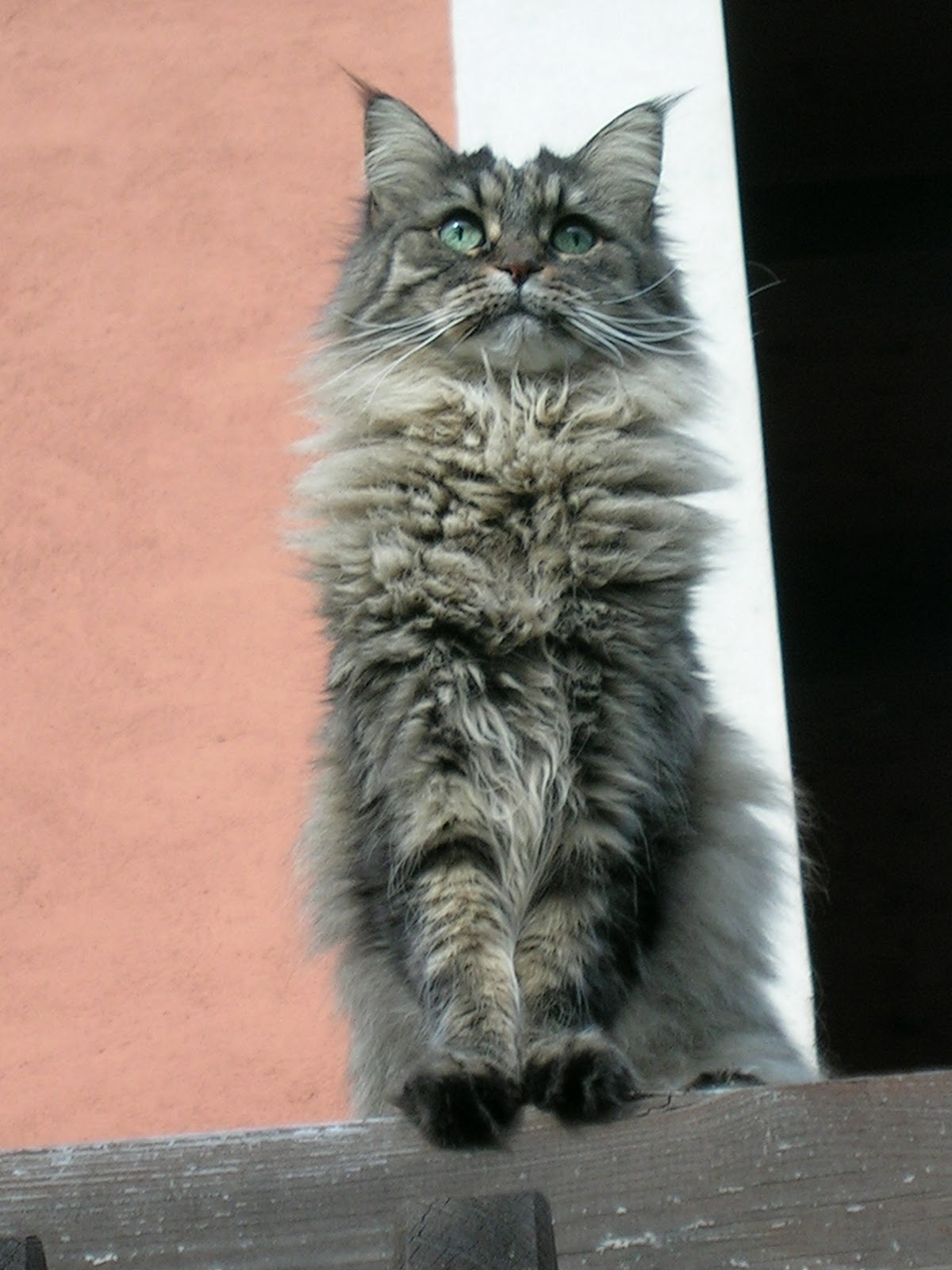 Il Rifugio degli Elfi: La Mia Gatta Alice