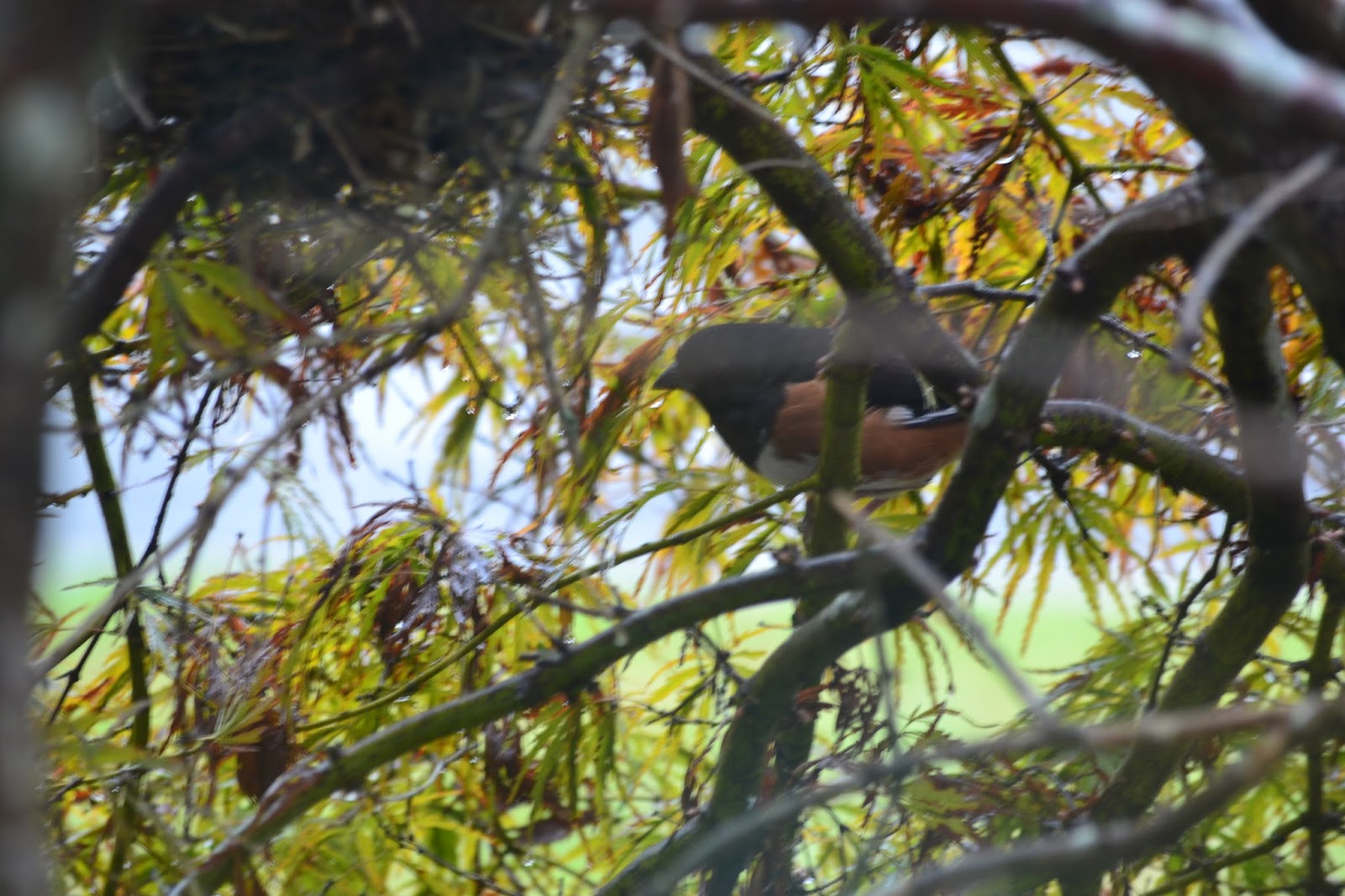 The Greenbelt: Maple tree birds