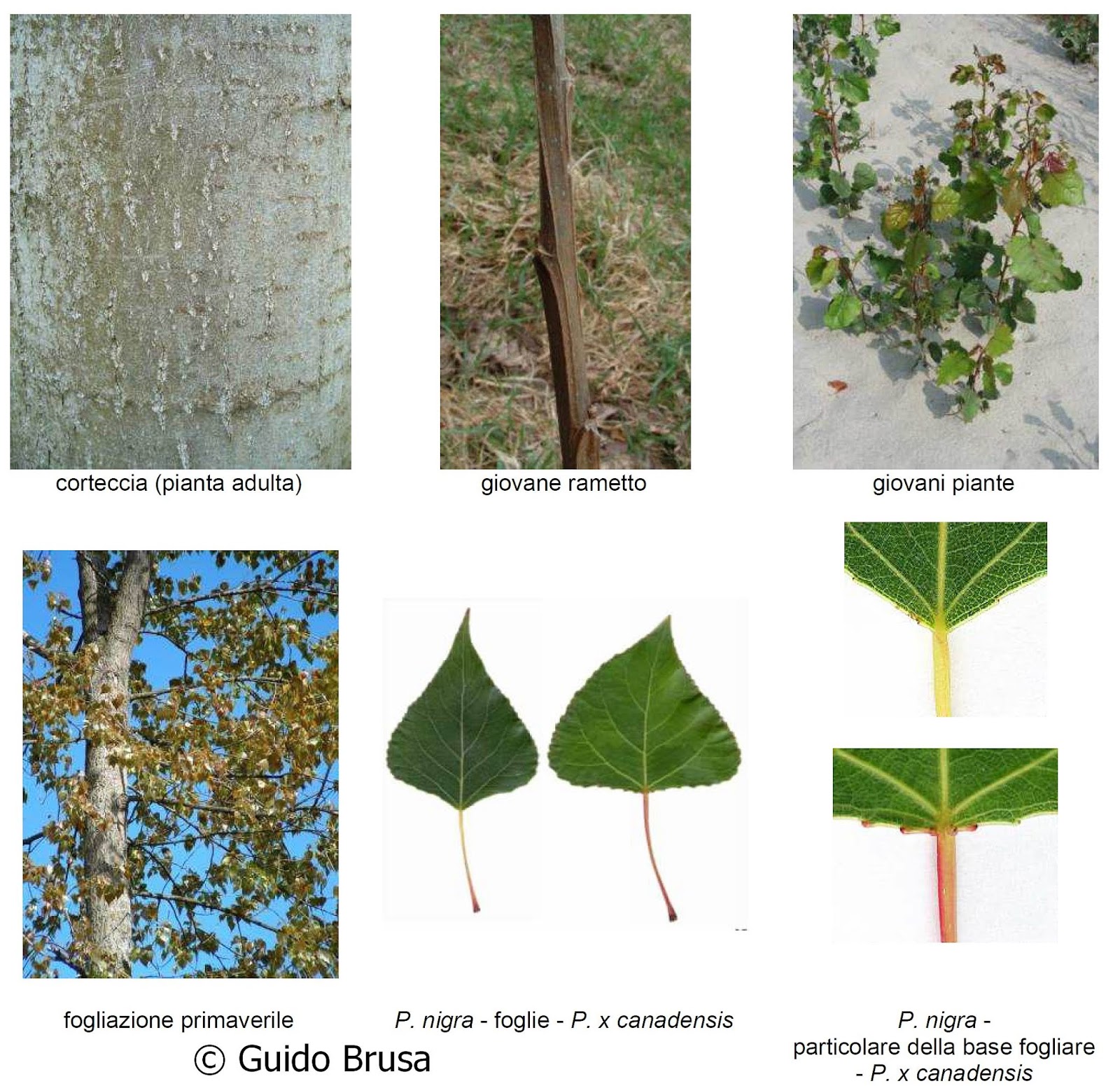 Flora Insubrica: Populus x canadensis