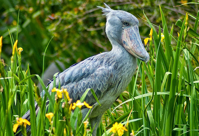 SHOEBILL photos - wallpapers (ανανεωμένο) | the fun bank