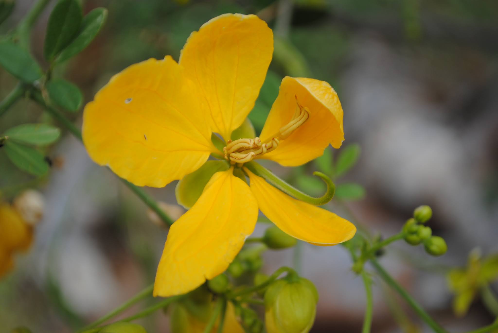 Fabaceae - Leguminosae no Brasil: Senna