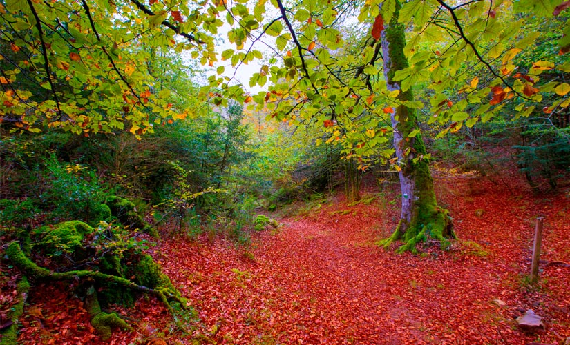 eshijar : VIAJAR POR ESPAÑA : Senderismo en los bosques de Irati ...