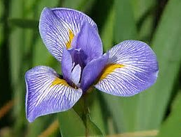 what is the national flower of france