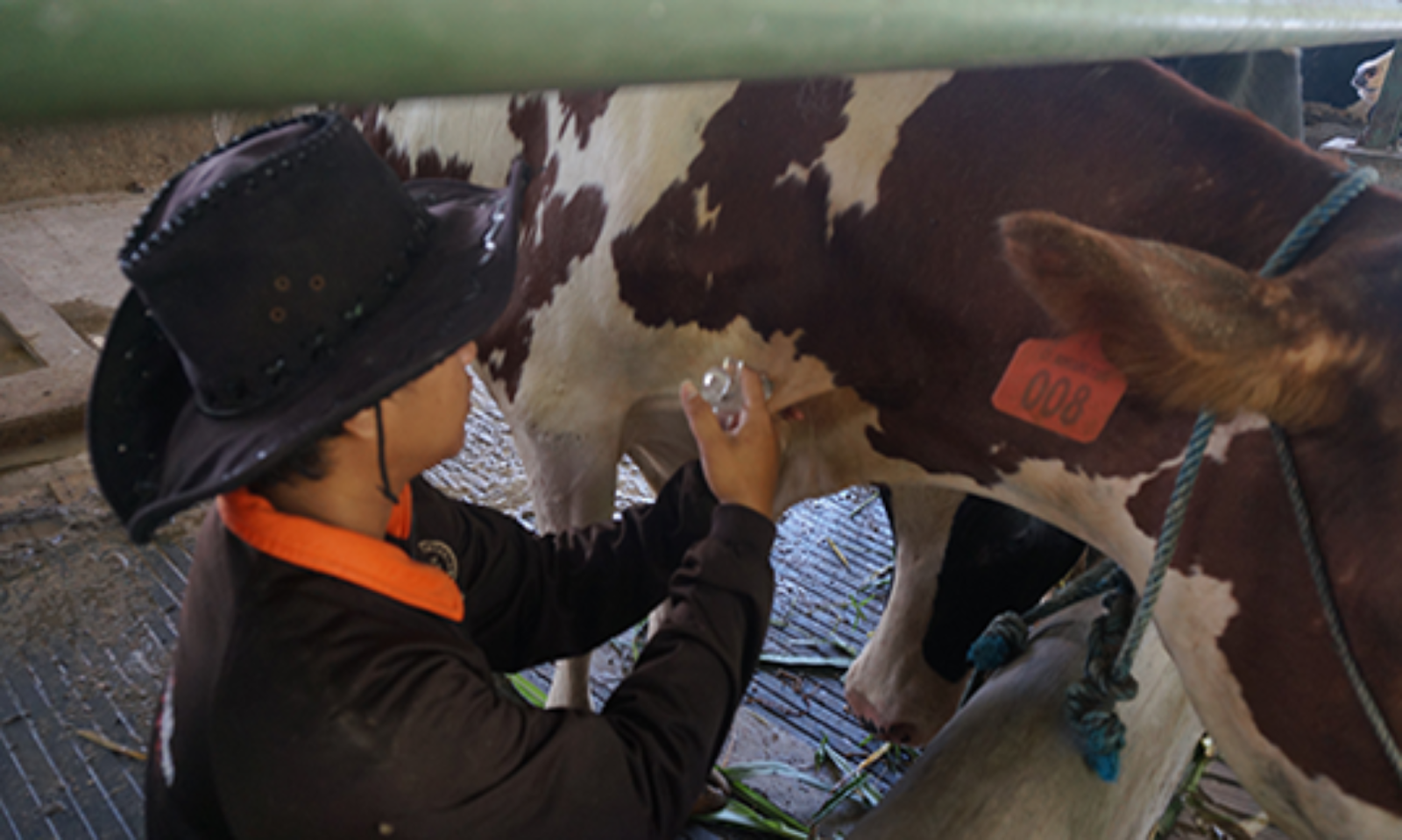 penyakit Mastitis pada ternak ruminansia perah - Elinotes review