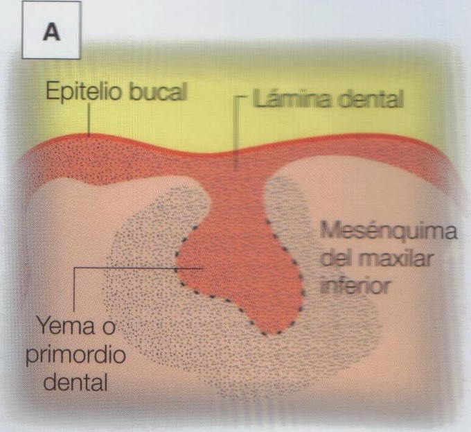 Mundo Odontología: EMBRIOLOGÍA DENTARIA (ODONTOGÉNESIS)