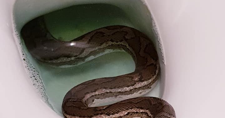 Family Finds Python Inside Their Toilet, Internet Breaks Down | All ...