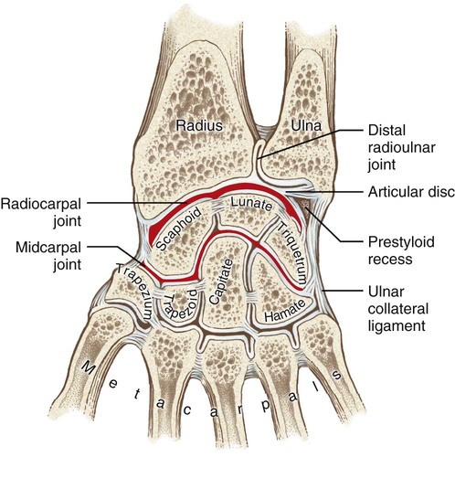 Health issues and physiotherapy. : Wrist joint Anatomy and Biomechanics