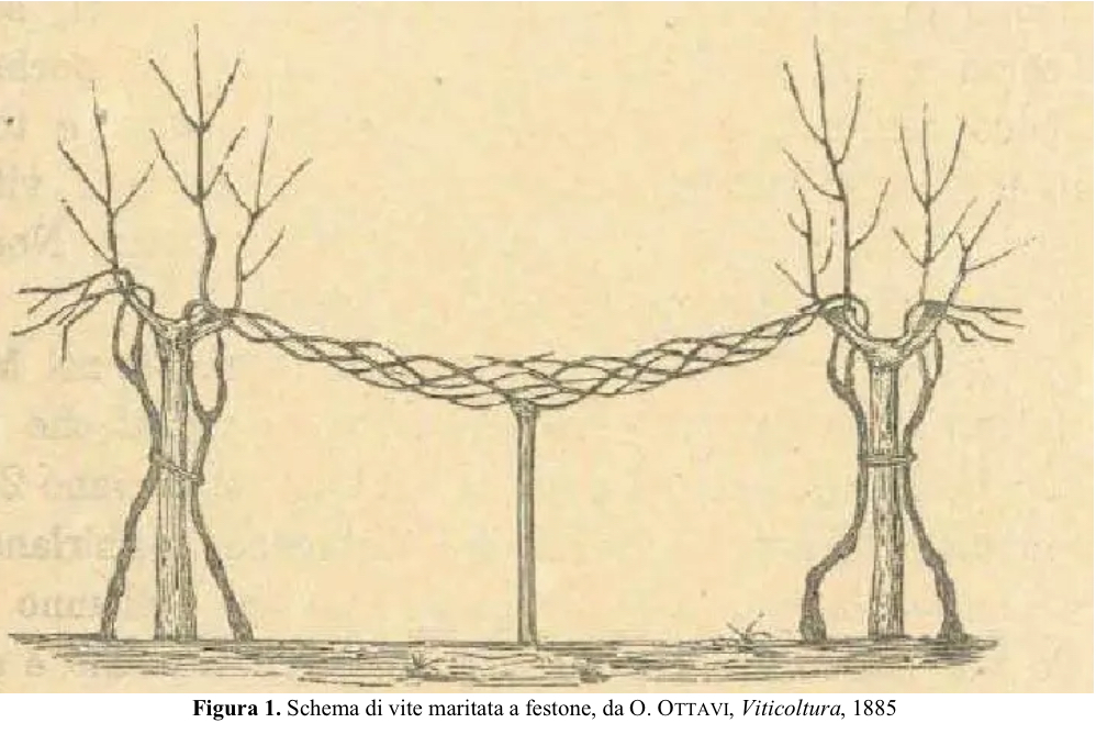 Wine -- Mise en abyme: Vine-Training Systems in use in 14th-century ...