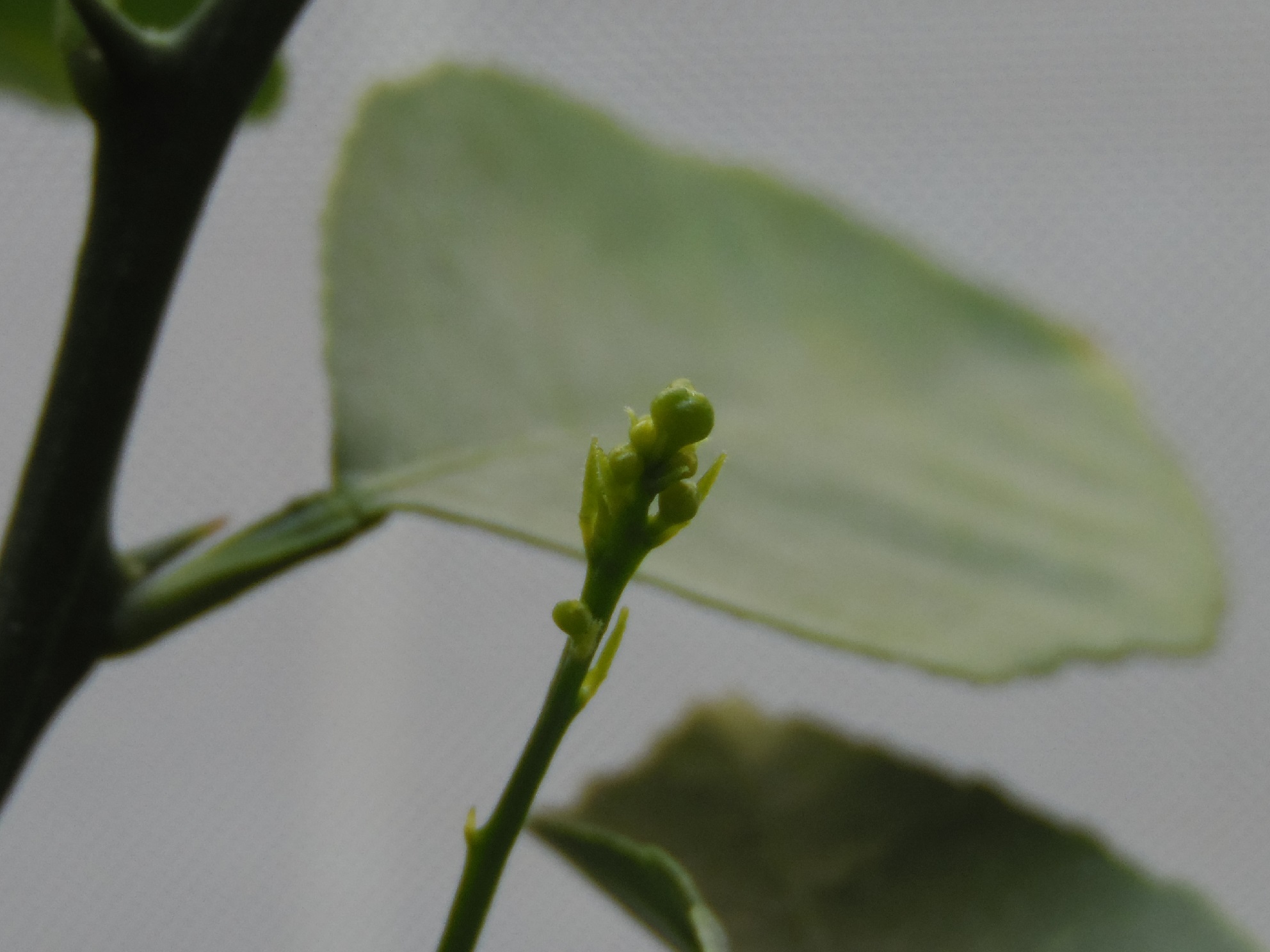 Rośliny egzotyczne: Cytryna Meyera - nowe pąki kwiatowe i owoce: