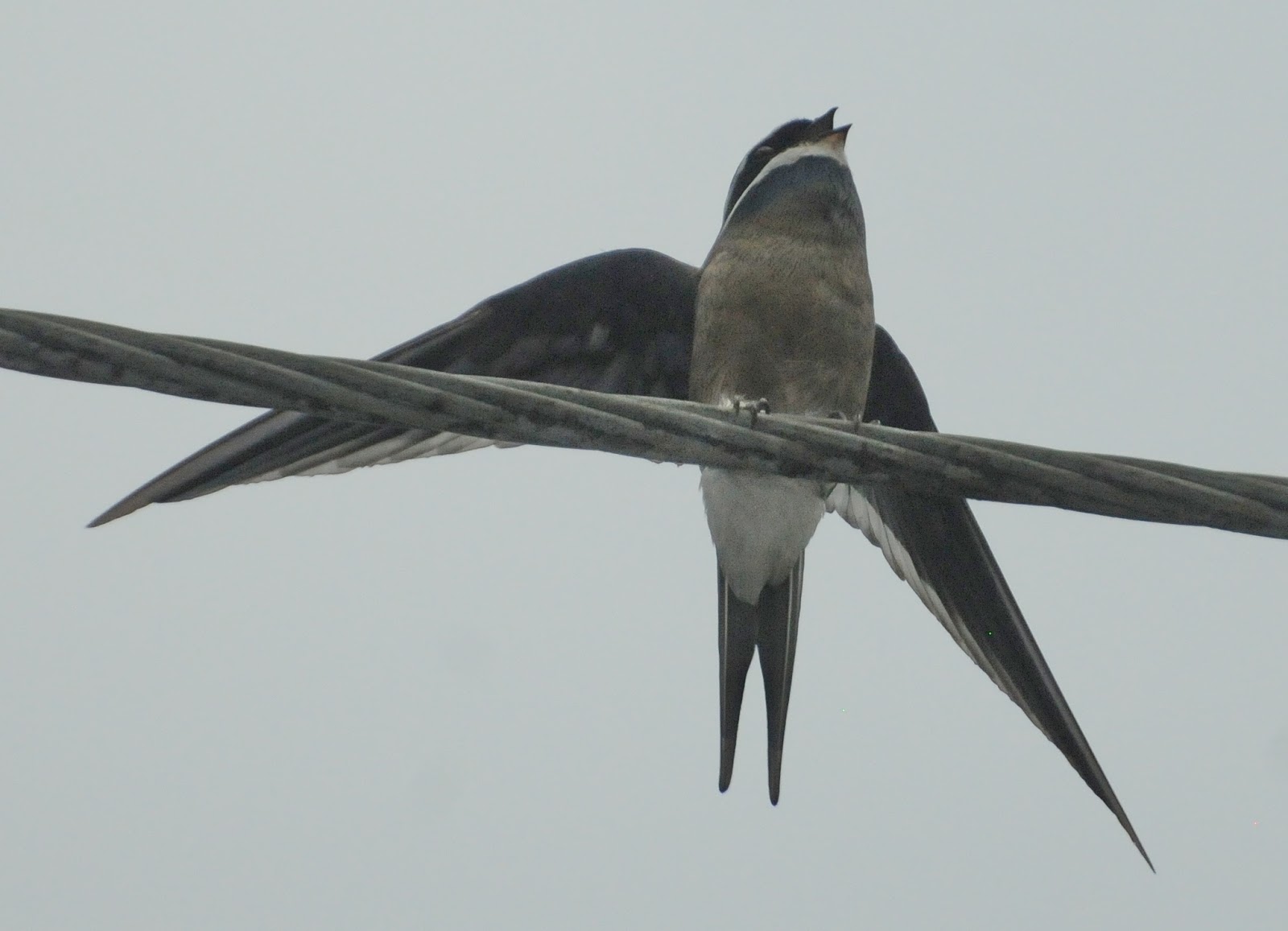 A Wandering Naturalist: Sarawak: Giant Worms and Perching Swifts
