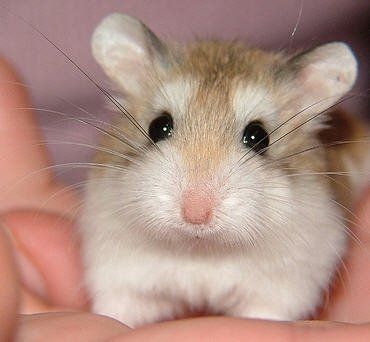Robo (Roborovski) Dwarf Hamsters - Dwarf Hamster Types